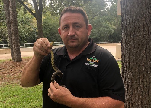 Snake Removal | Wildlife Snake Control & Removal