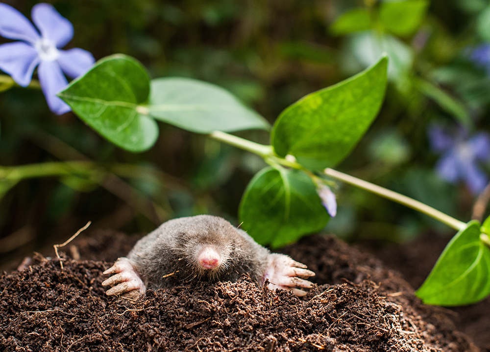 Mole Control Spring, Texas | Wildlife & Animal Control in Texas