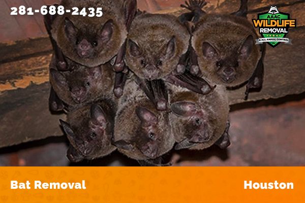 Bat Removal Houston | Bat Control and Removal Services