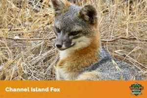 Are Foxes Nocturnal? - AAAC Wildlife Removal of Houston