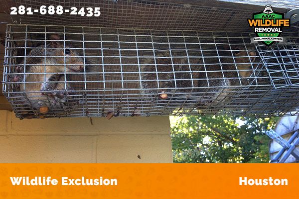 Wildlife Removal Houston | Wildlife Control Service of Houston