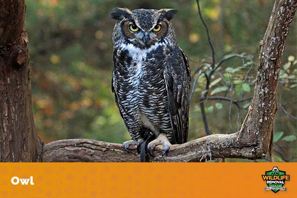 Predators of Bats - AAAC Wildlife Removal of Houston